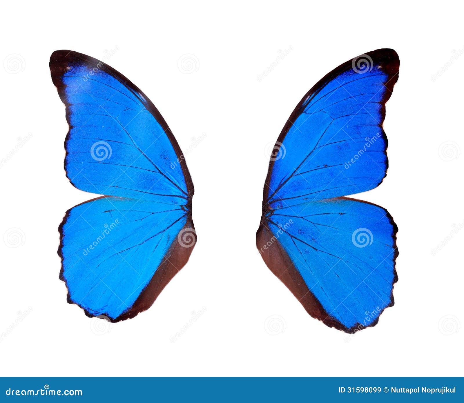 Wings Blue Butterfly Isolated On White Stock Image - Image of nature ...