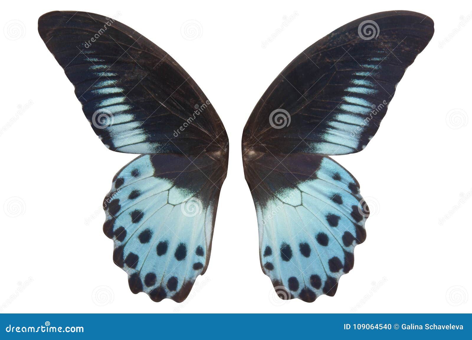 Wings of the Blue Butterfly on White Background Stock Photo - Image of ...