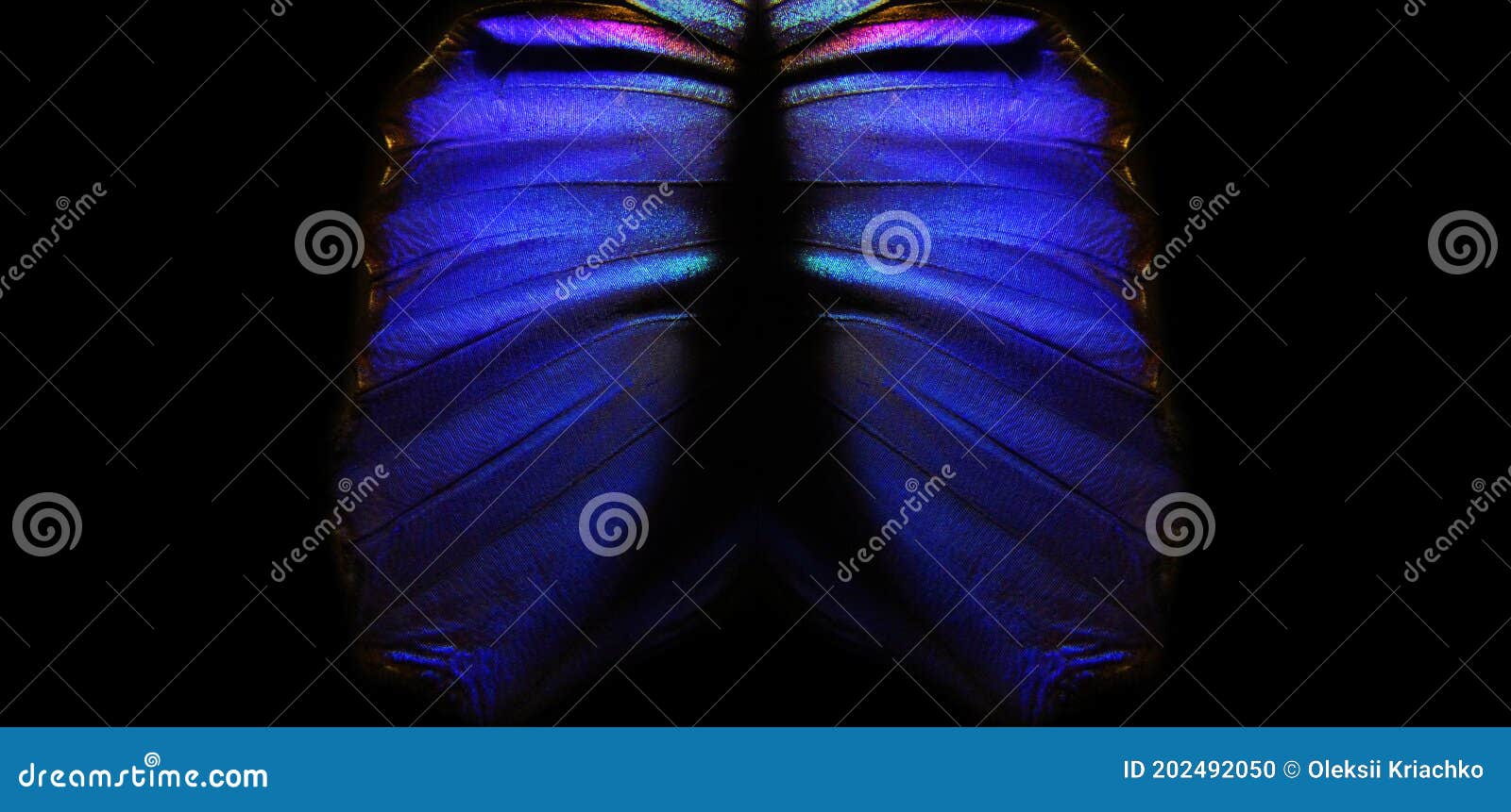 Wings of a Butterfly Morpho Texture Background. Blue Morpho Butterfly ...