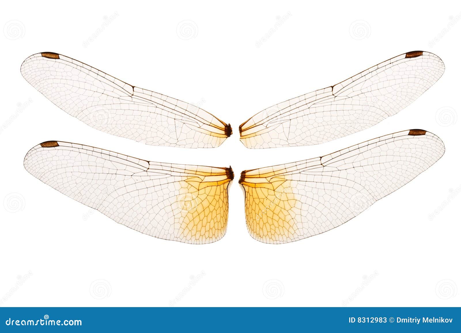 Dragonfly Wings Clipart