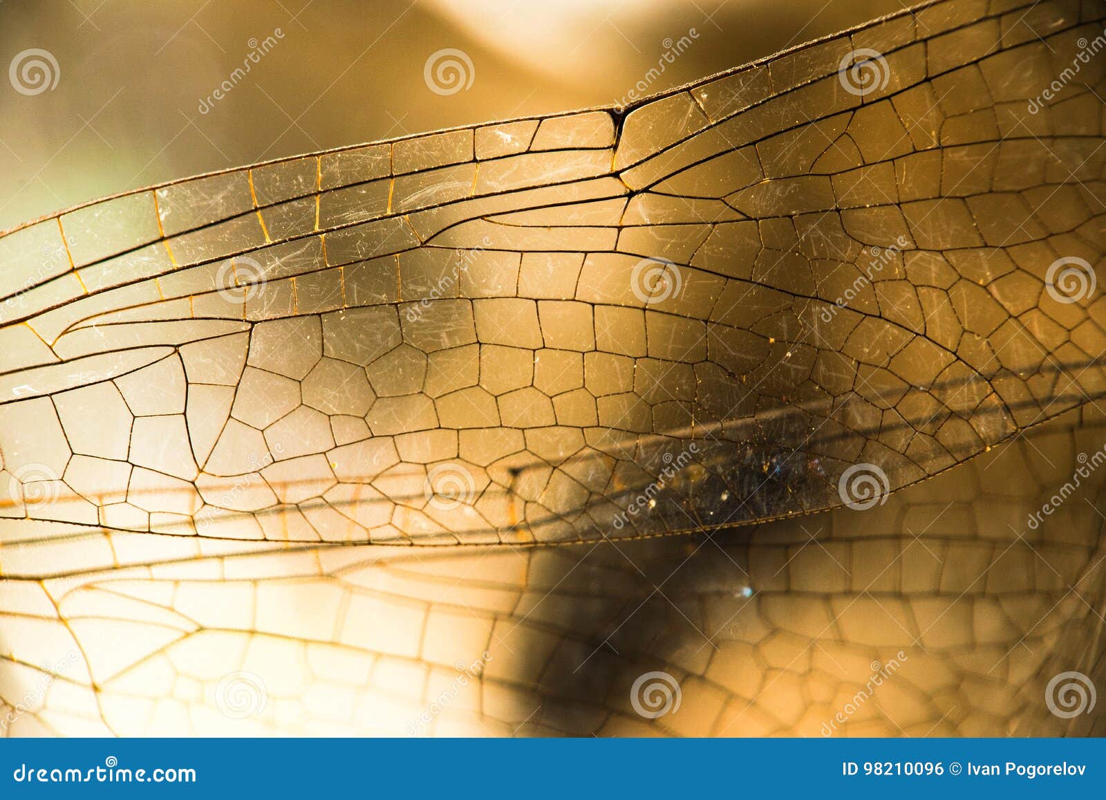 Wings of a Dragonfly Under a Strong Increase. Macro Stock Photo - Image ...