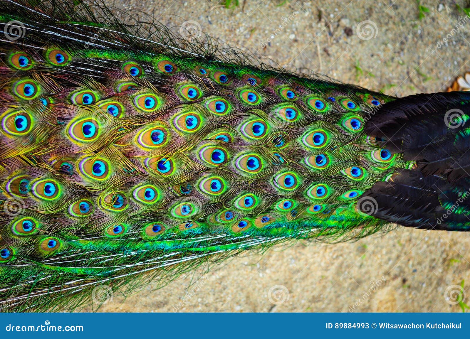 The Wings and Feathers of the Male Peacock. Stock Image - Image of ...