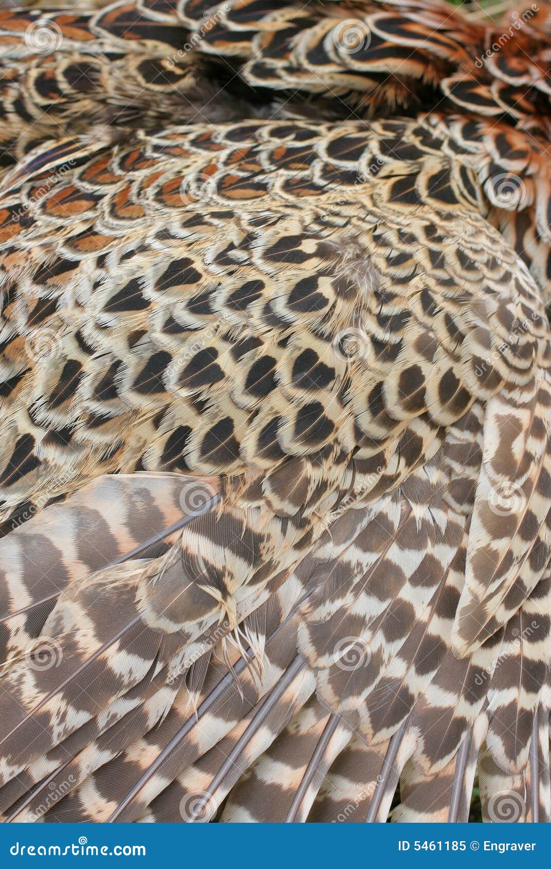 Wings feathers pheasant stock image. Image of details - 5461185