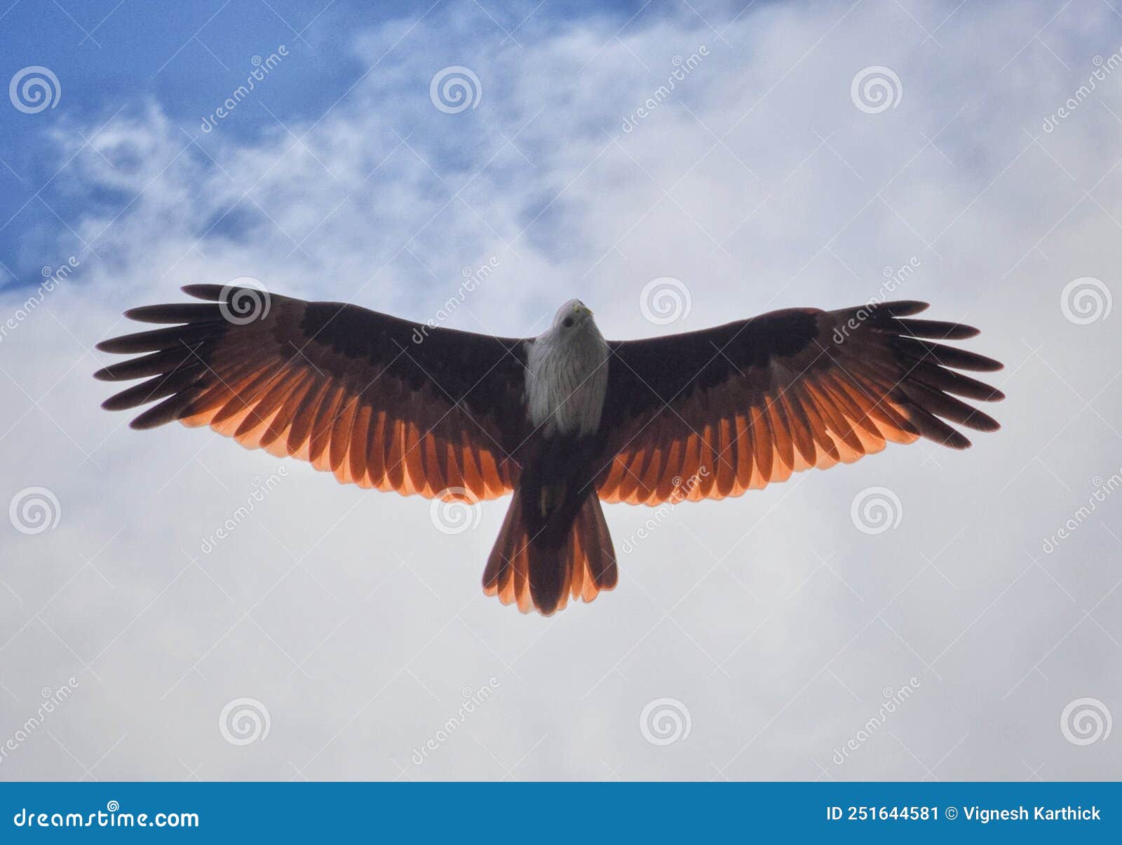 Wings of Freedom stock image. Image of soaring, wide - 251644581