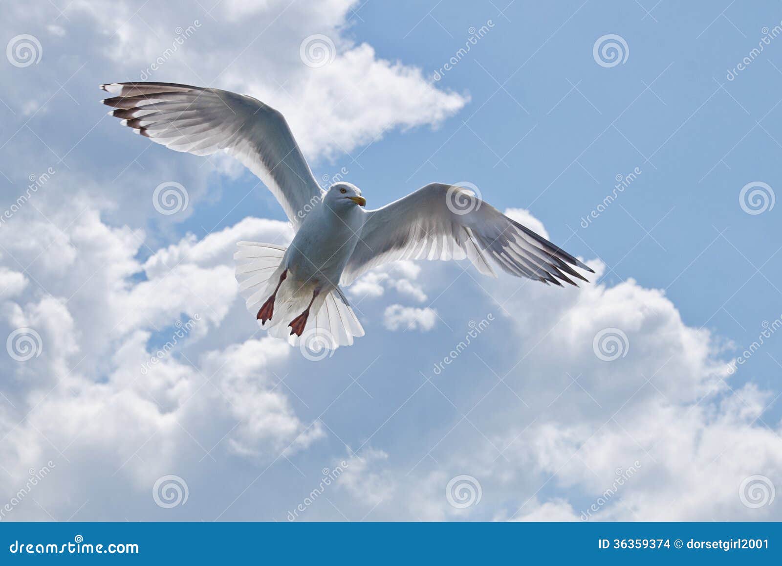 On the Wings of a Gull stock photo. Image of regis, inflight - 36359374