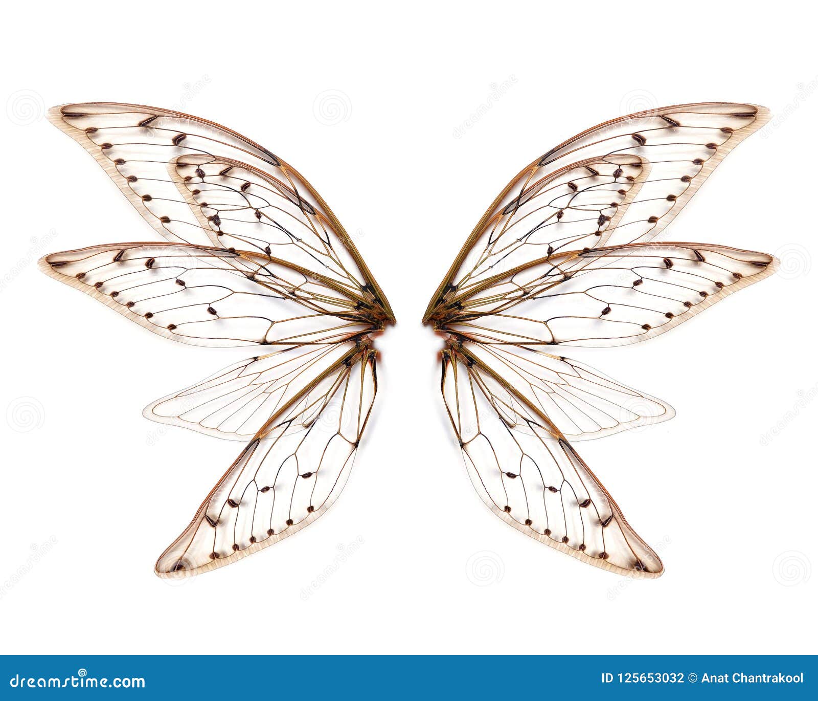 Wings of Insect Cicada on White Bacground Stock Photo - Image of ...