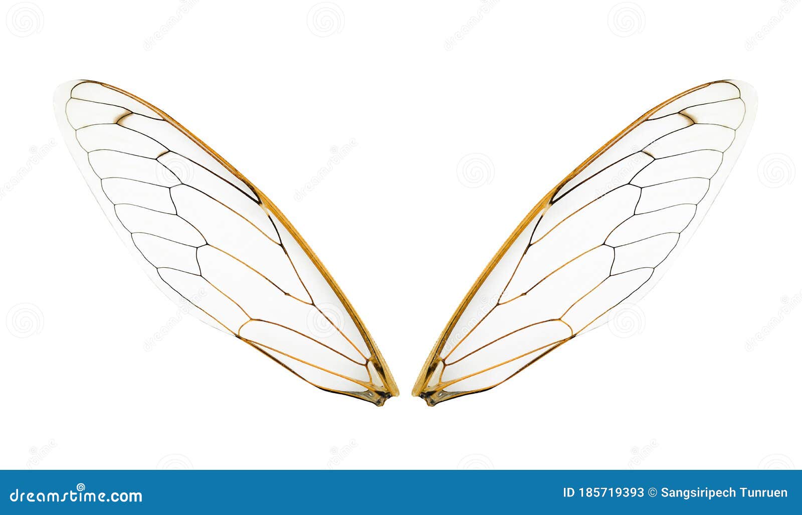 Wings of Insect Cicada on White Background Stock Illustration ...