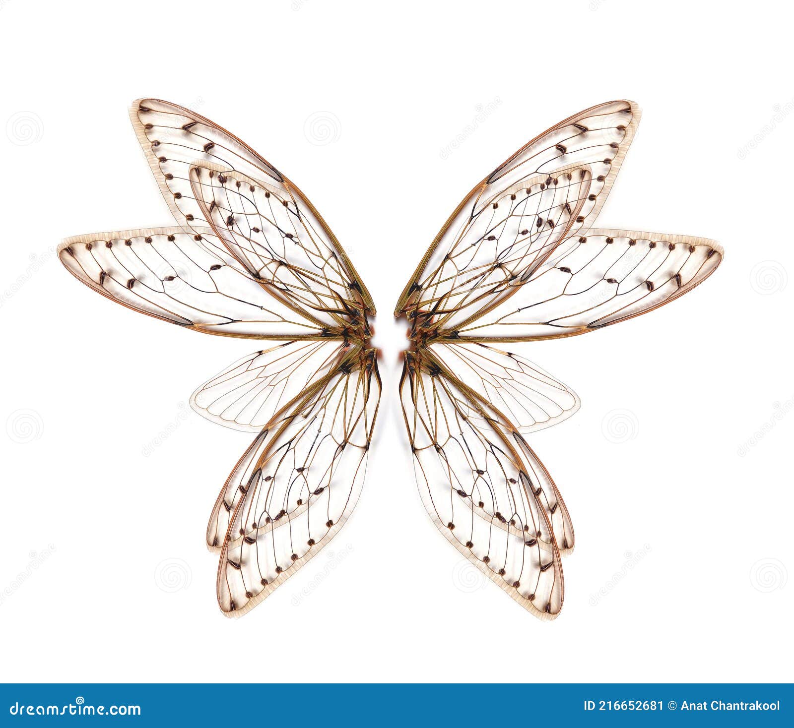 Wings of Insect Cicada on White Background Stock Image - Image of ...