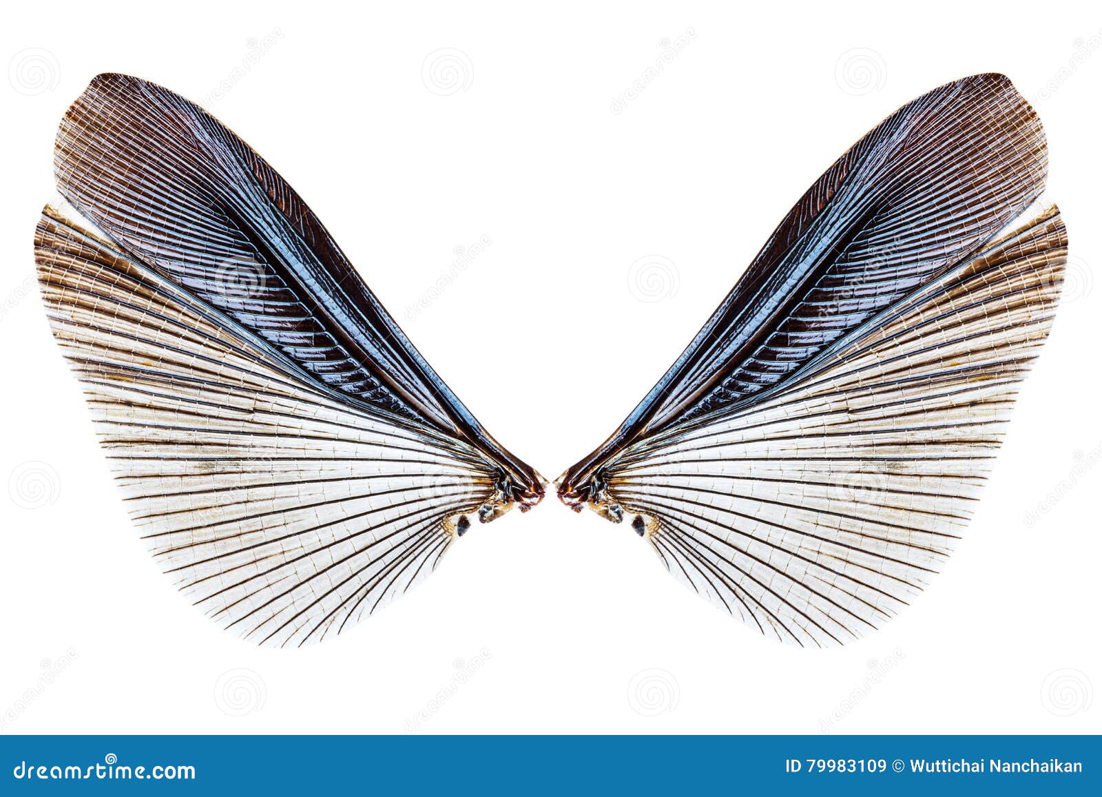 Wings Of Insect Isolated On A White Stock Image - Image of nature ...