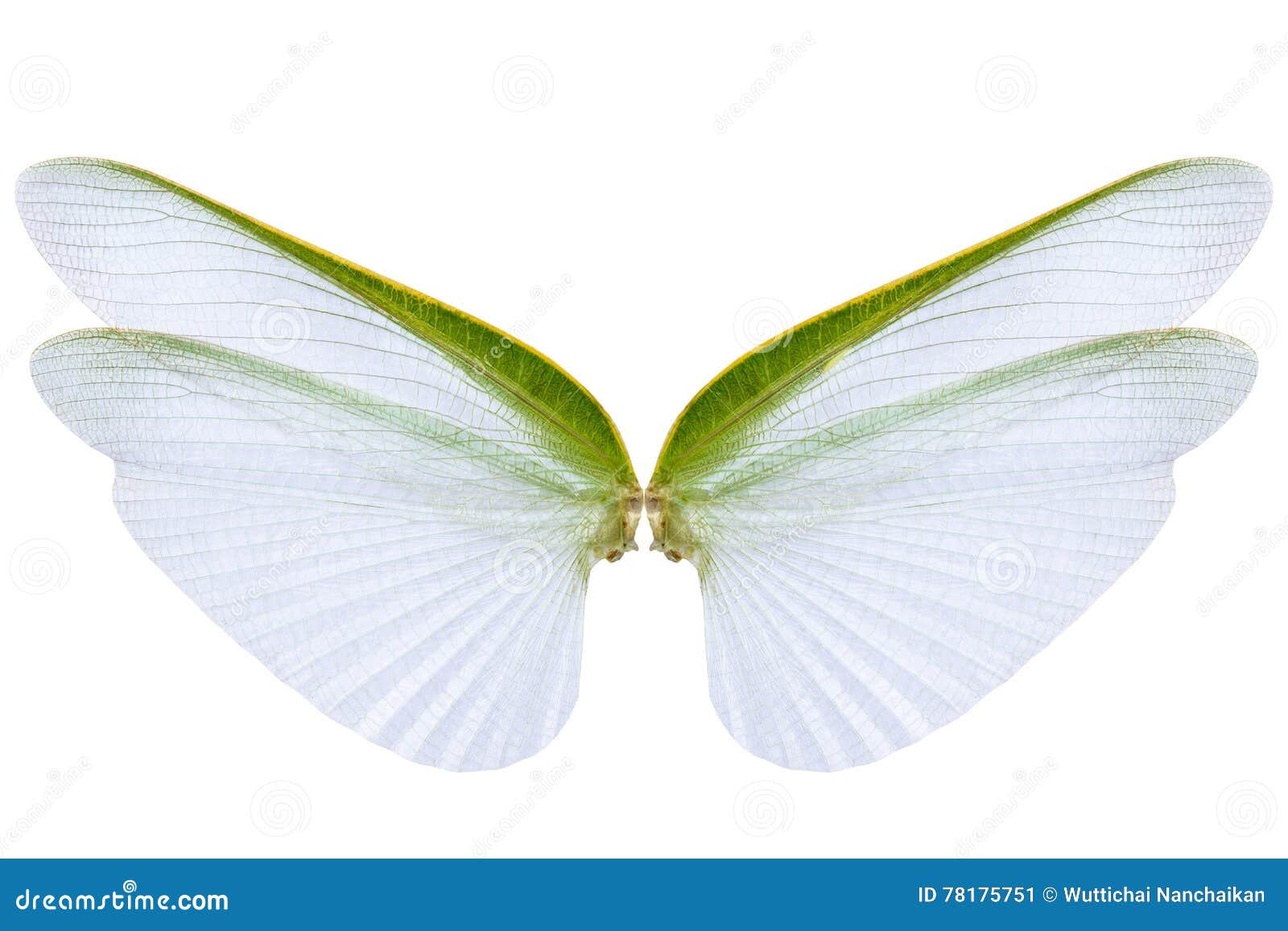 Insect On White Background - Six Legs Royalty-Free Stock Photography ...