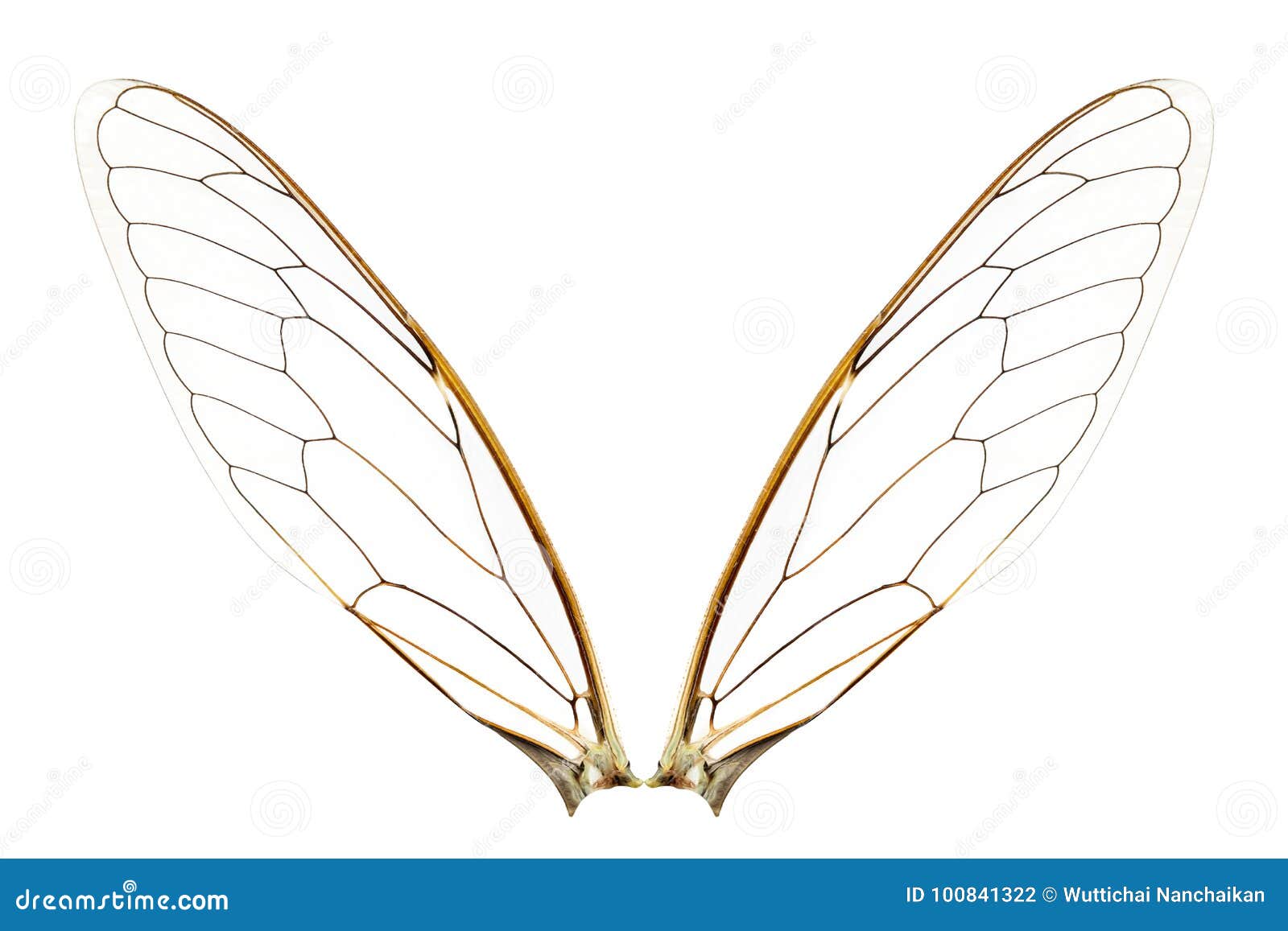 Wings of insect stock photo. Image of body, texture - 100841322