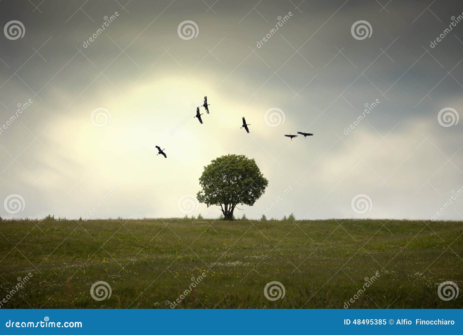 Wings over the tree stock image. Image of country, silhouette - 48495385