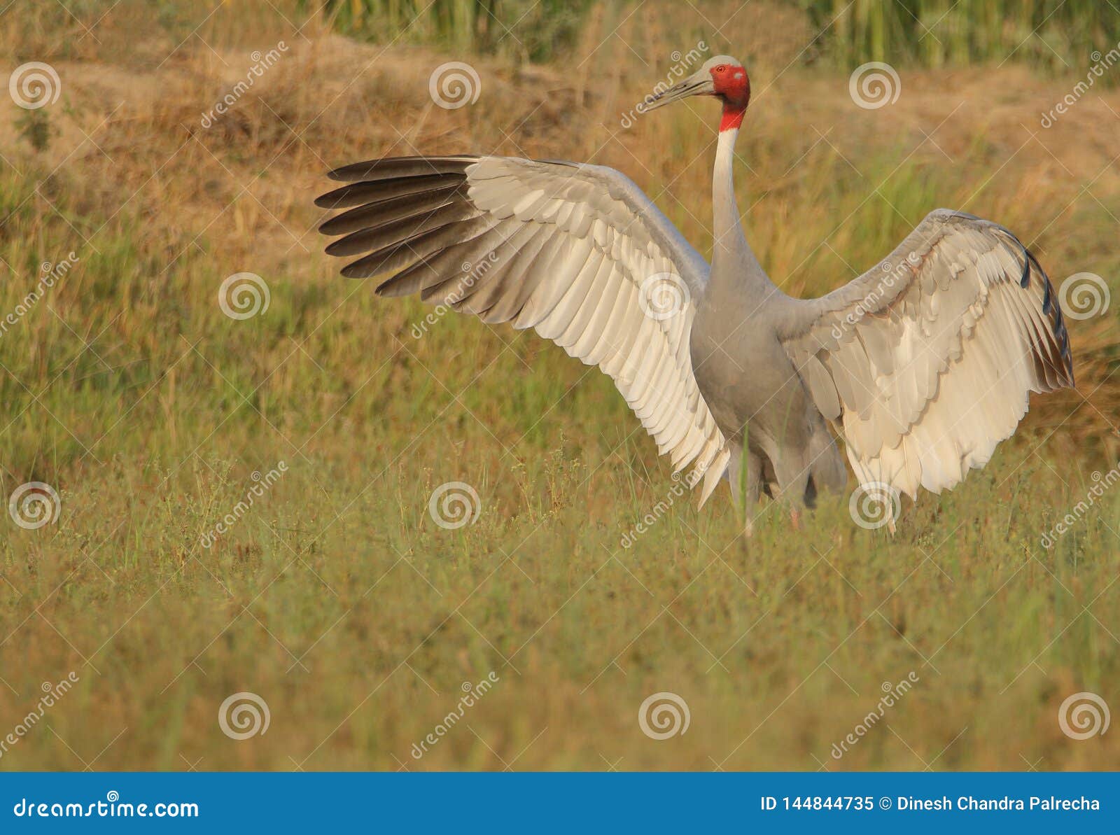 Sarus crane bird in fun stock image. Image of sarus - 144844735