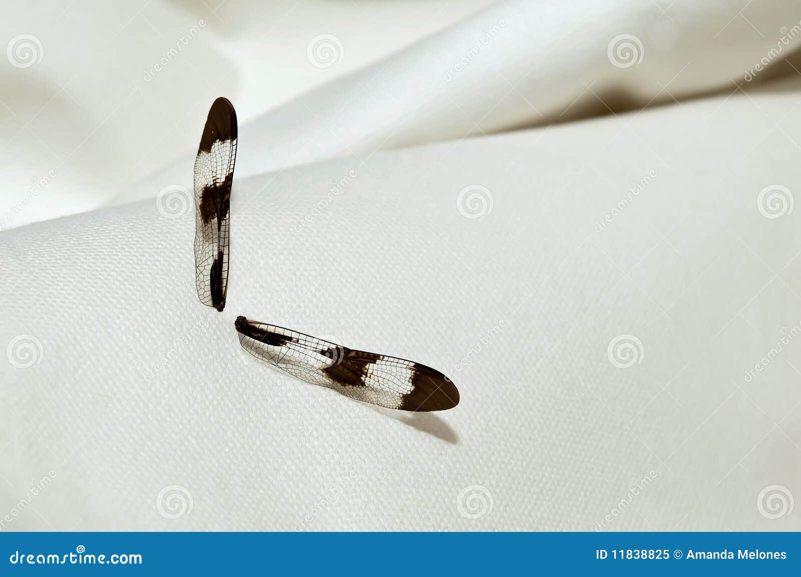 Wings on textile stock image. Image of white, dragon - 11838825