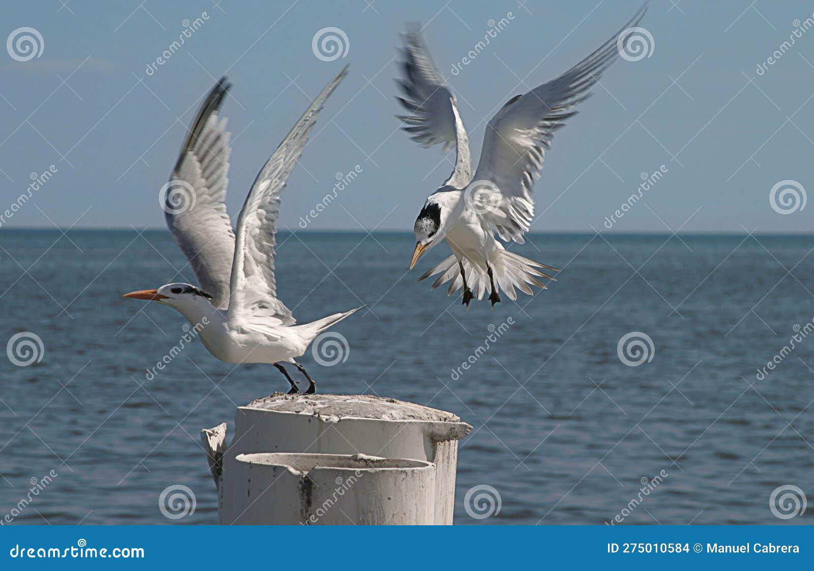 Wings stock photo. Image of pelican, ocean, wingd, heron - 275010584