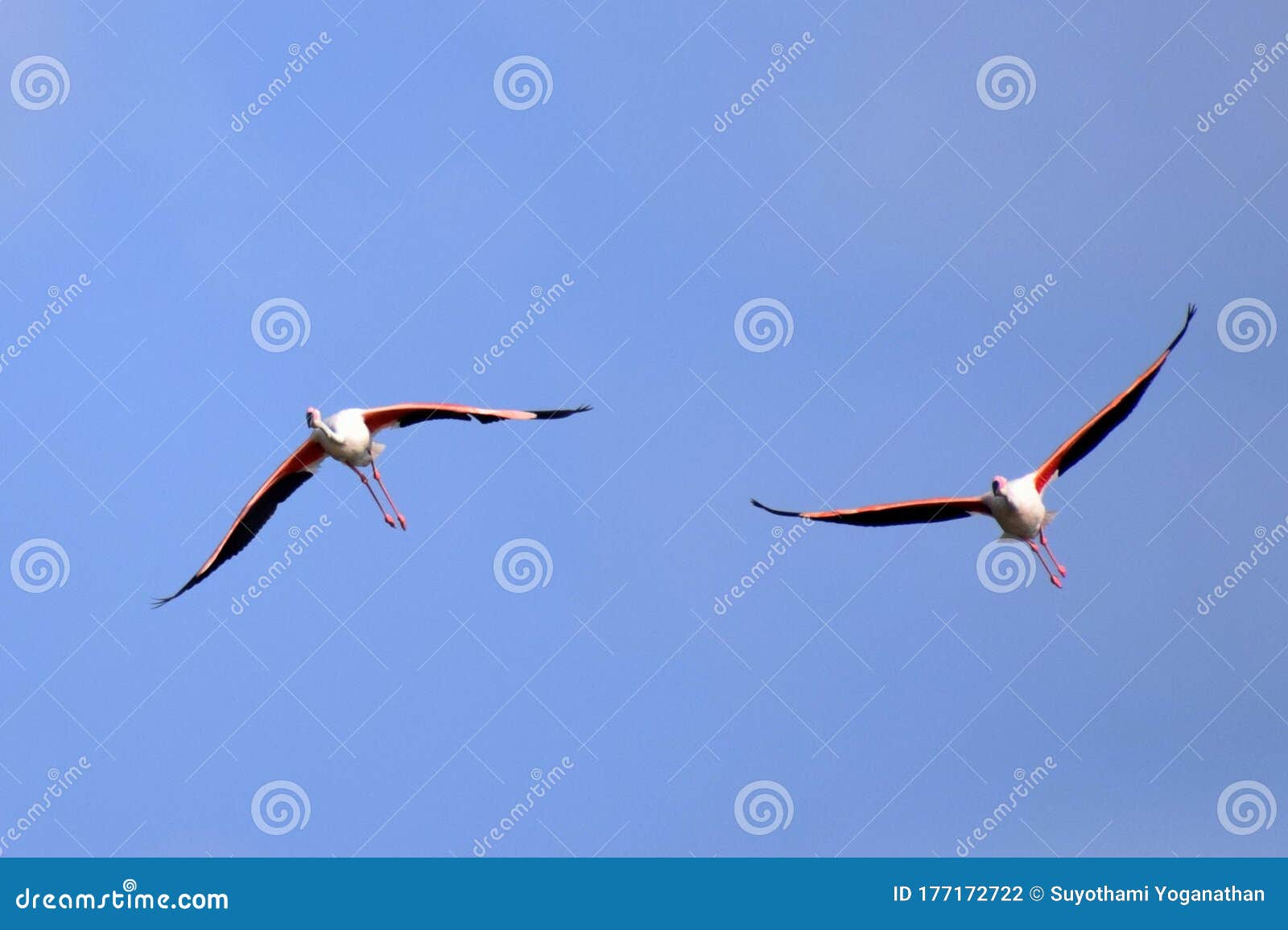 Wings up wings down stock photo. Image of flight, feathee - 177172722