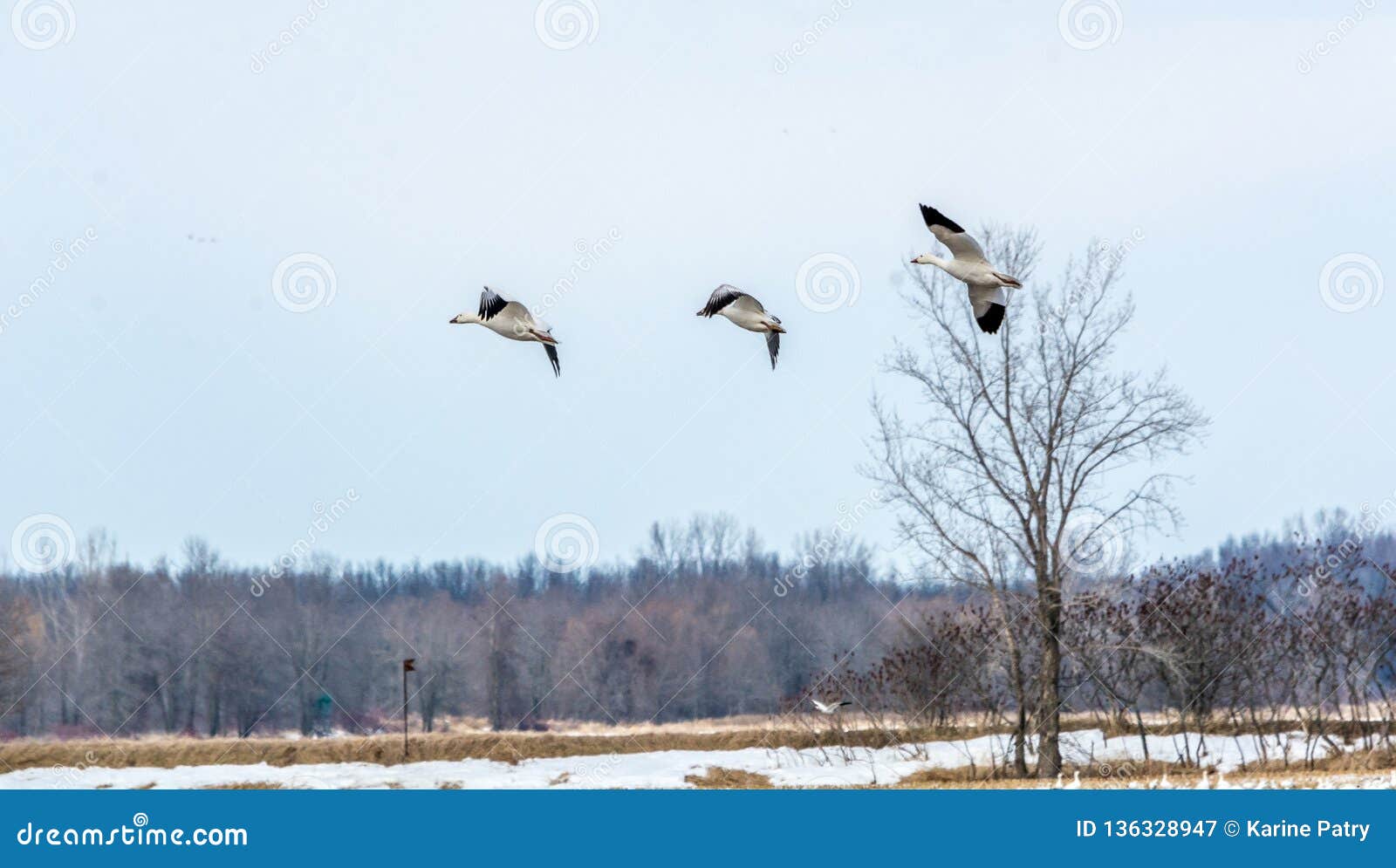 Wings Up, Wings Down, these Snow Geese Look Like they are Dancing a ...
