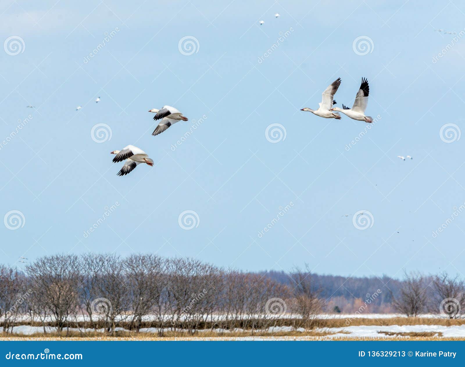 Wings Up, Wings Down, these Snow Geese Look Like they are Dancing a ...