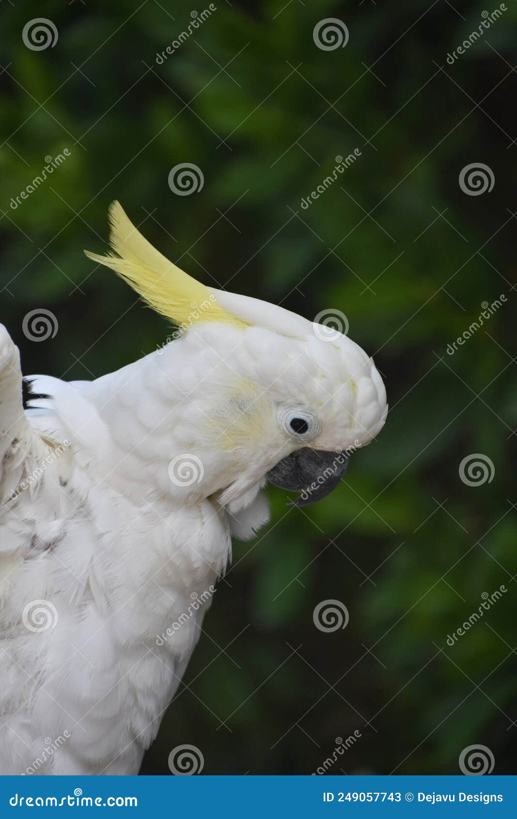 Wings on a White Cockatoo Drawn Back Stock Image - Image of cockatiel ...
