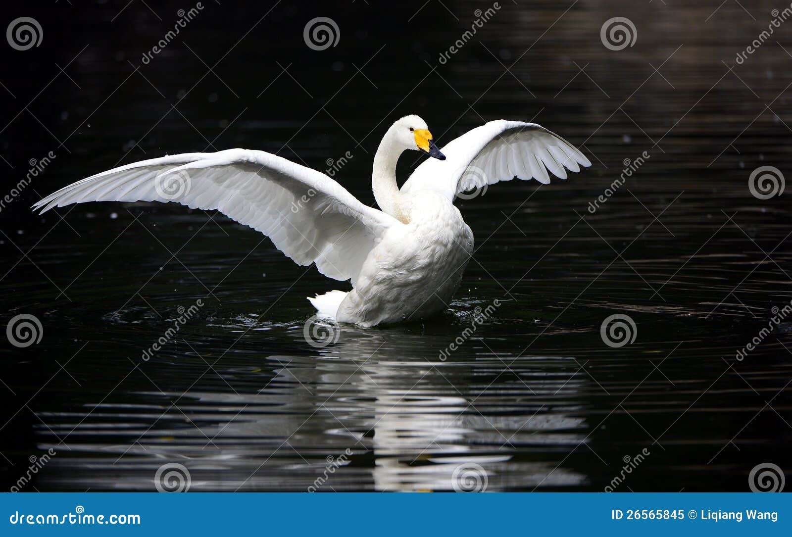Wings of the white swan stock image. Image of animals - 26565845