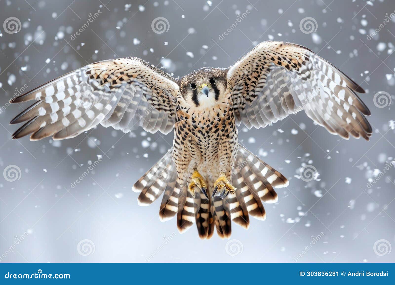 Wings of Winter: Falcon in Flight. Stock Illustration - Illustration of ...
