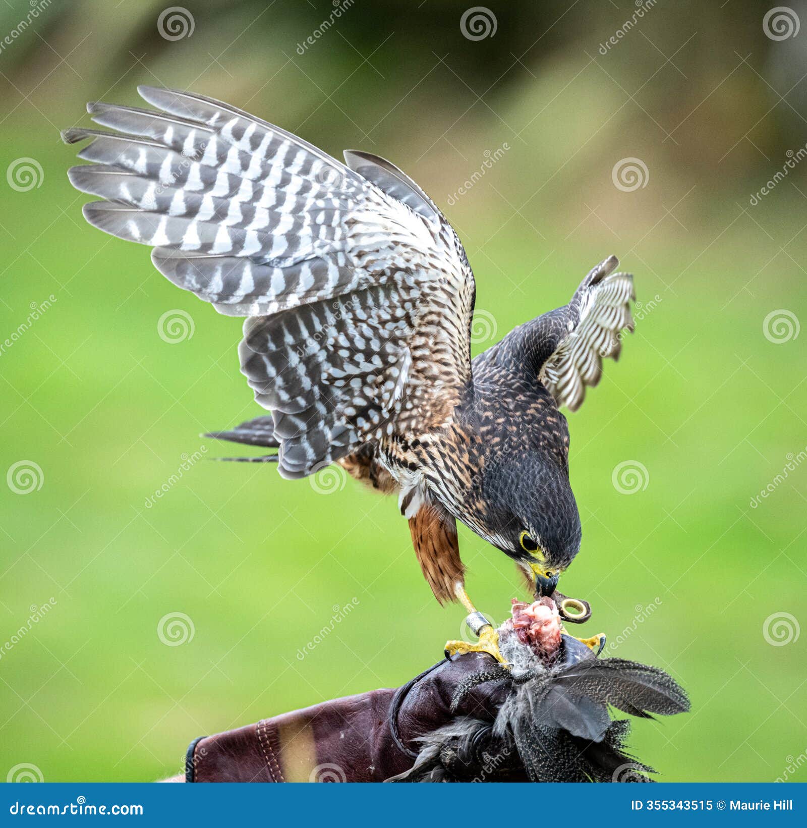 NZ Falcon or Karearea stock image. Image of meadow, yellow - 355343515