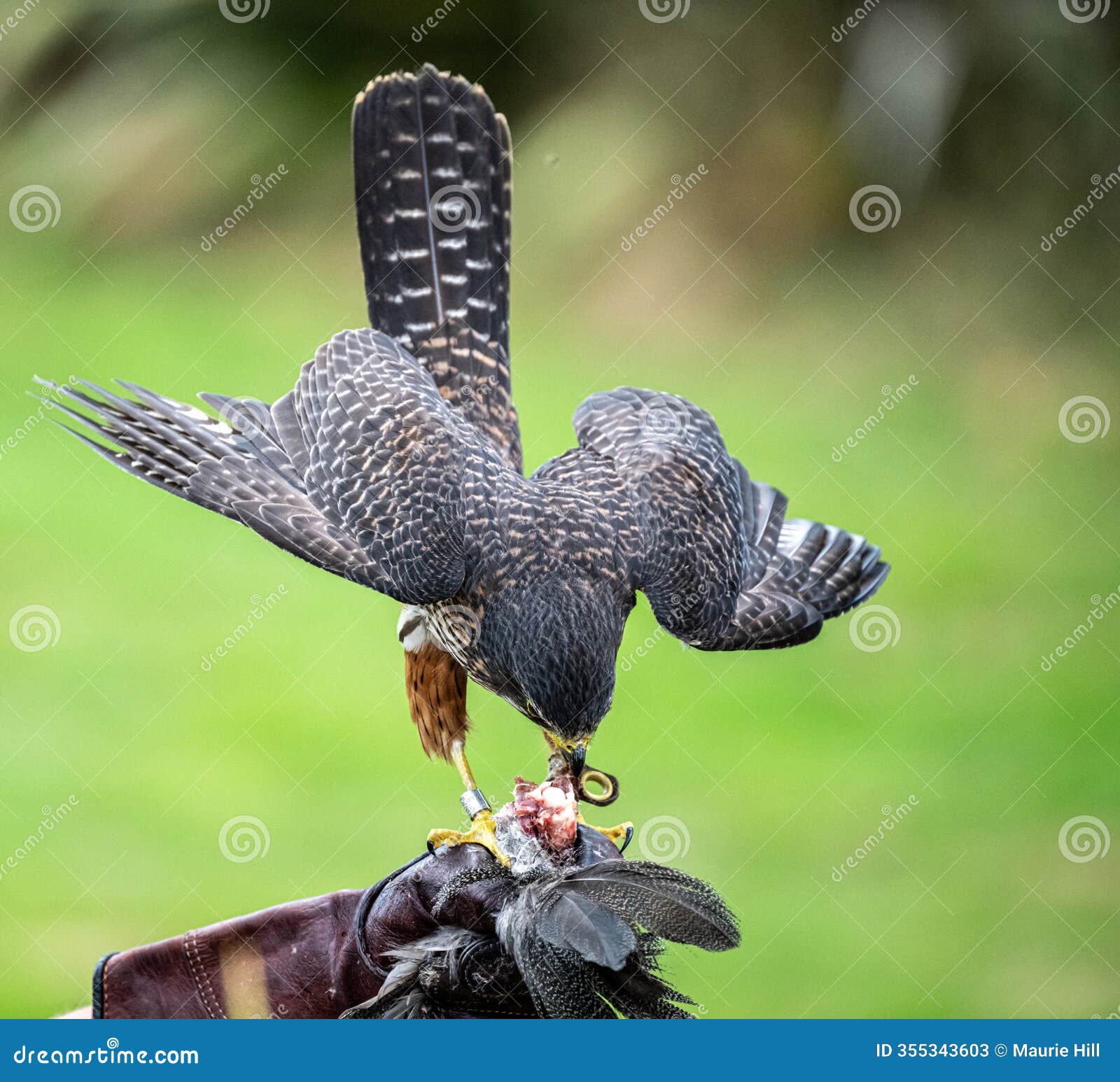 NZ Falcon or Karearea stock image. Image of grassland - 355343603