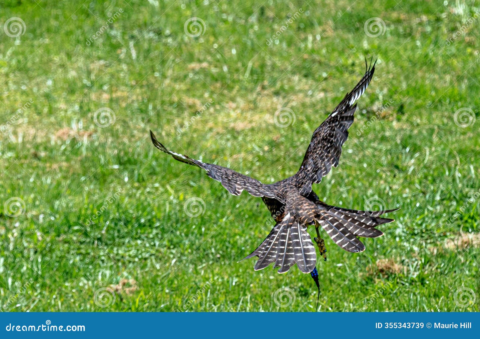NZ Falcon or Karearea stock image. Image of wetland - 355343739