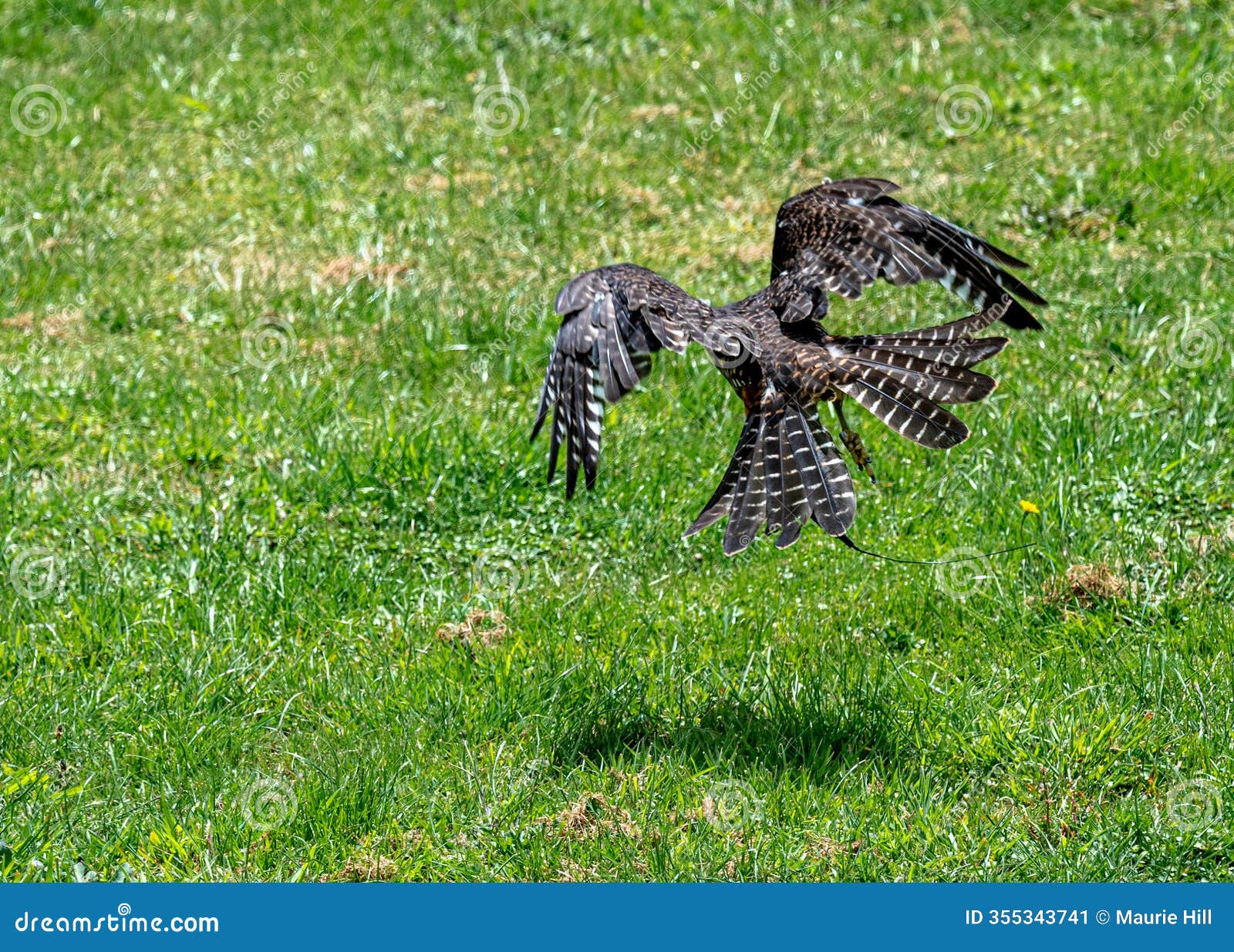 NZ Falcon or Karearea stock image. Image of native, nature - 355343741