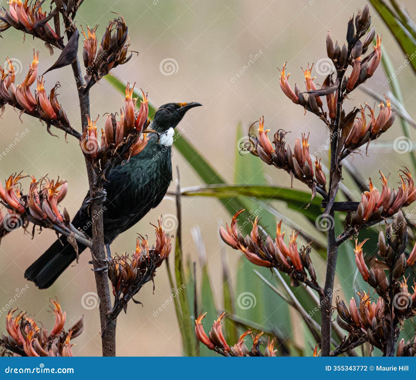Tui Bird stock photo. Image of mediumsized, branch, produce - 355343772