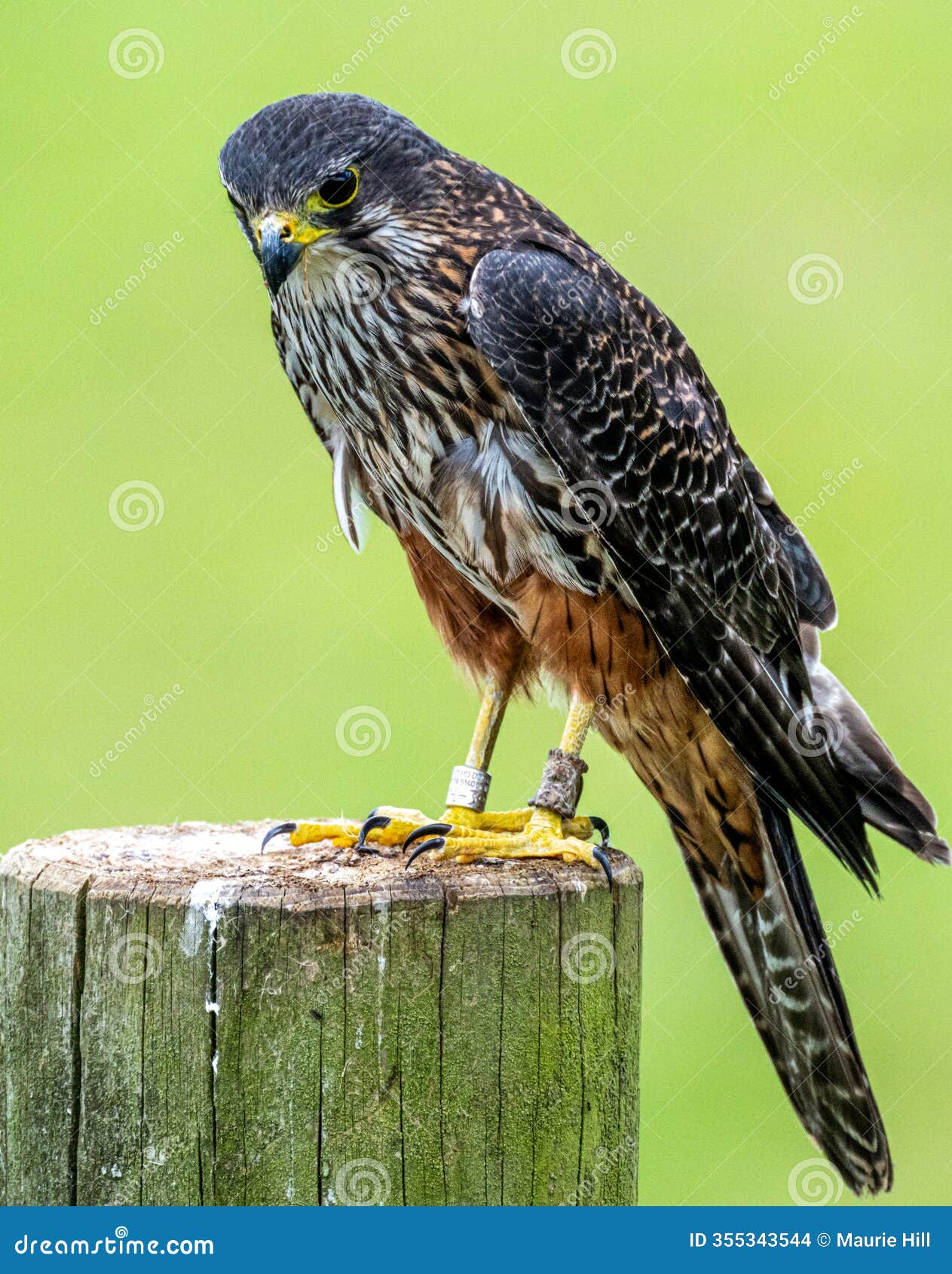 NZ Falcon or Karearea stock photo. Image of branch, animal - 355343544