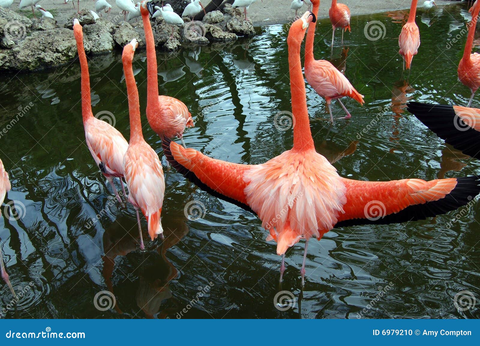 Wingspan of a Flamingo stock photo. Image of everglades - 6979210