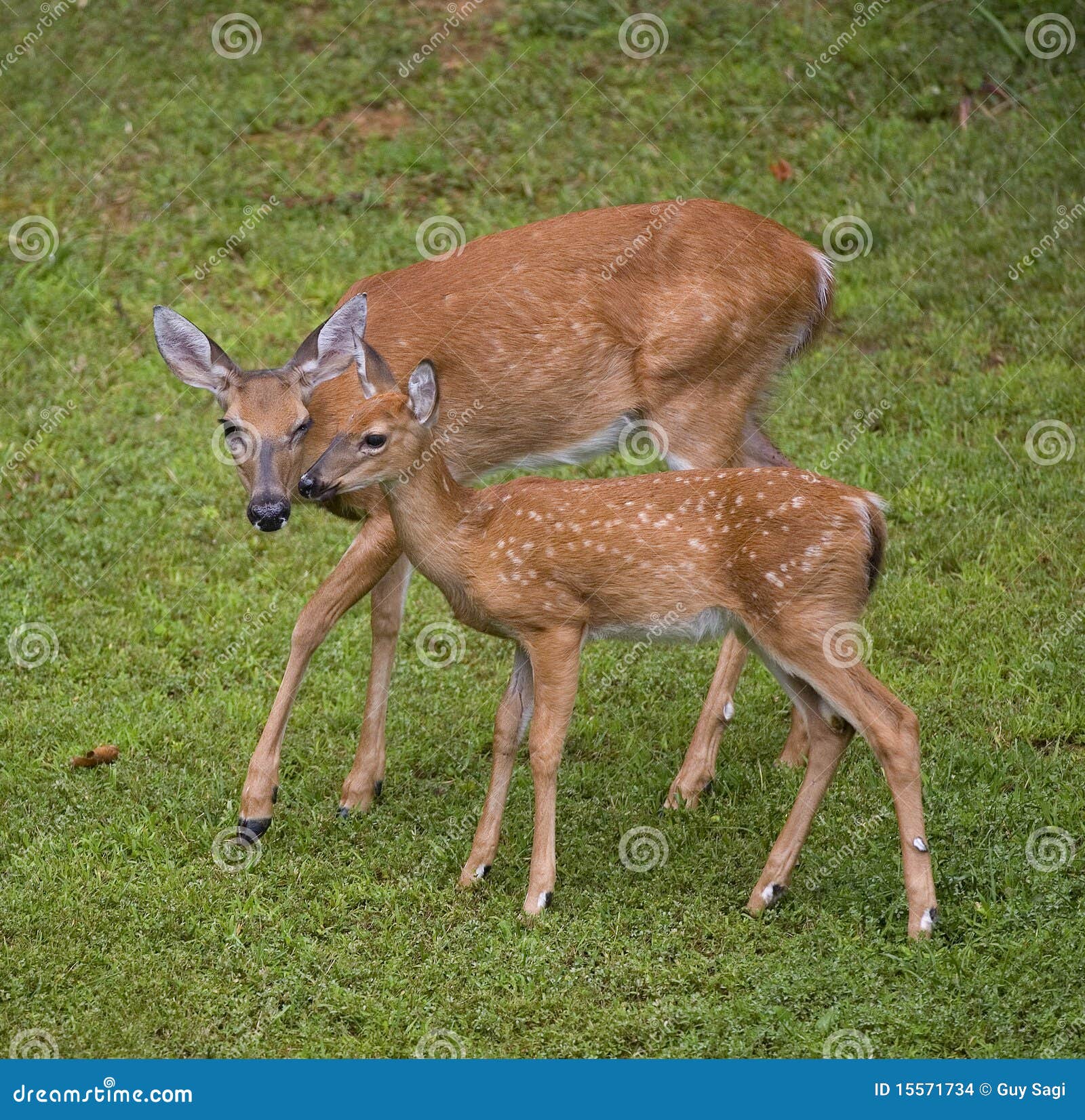 Wink stock photo. Image of brown, spots, deer, winking - 15571734