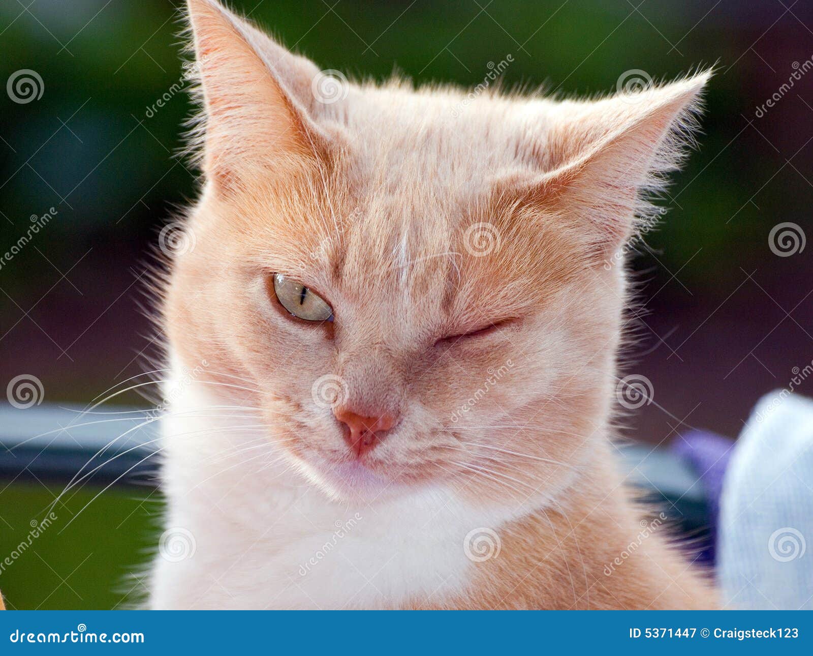 Wink wink say no more stock image. Image of lover, hunter - 5371447