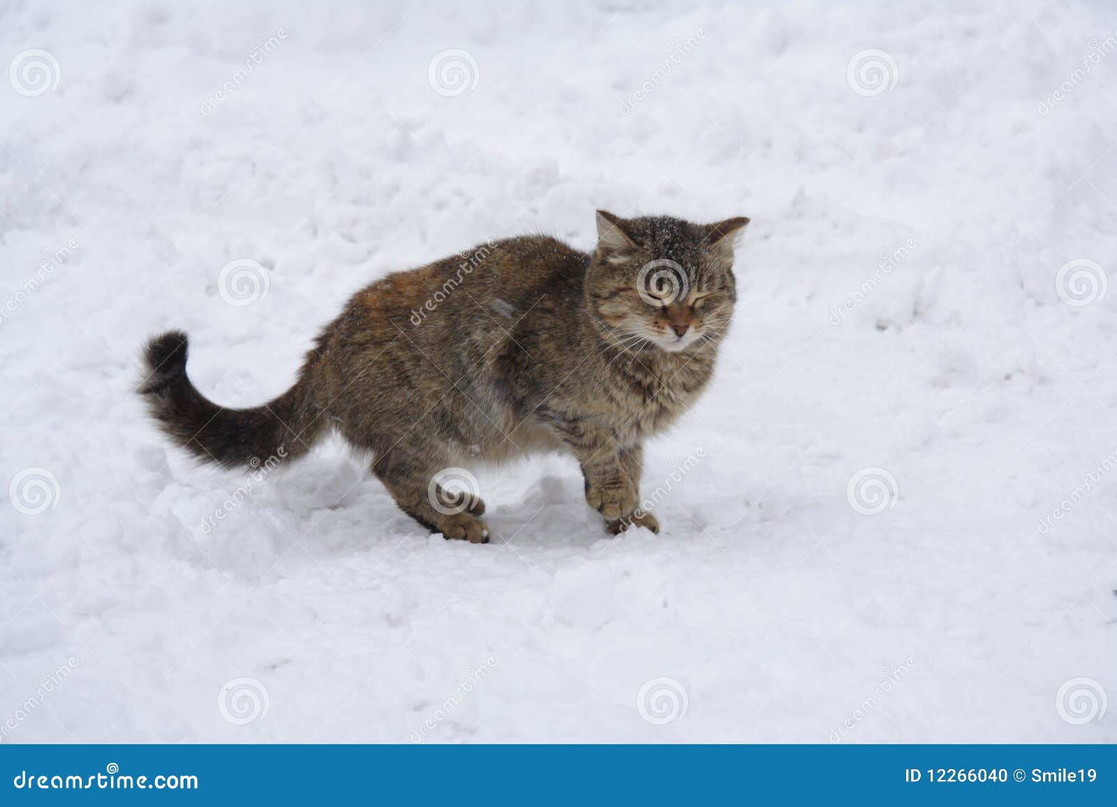 Winking cat stock photo. Image of snow, smile, winter - 12266040