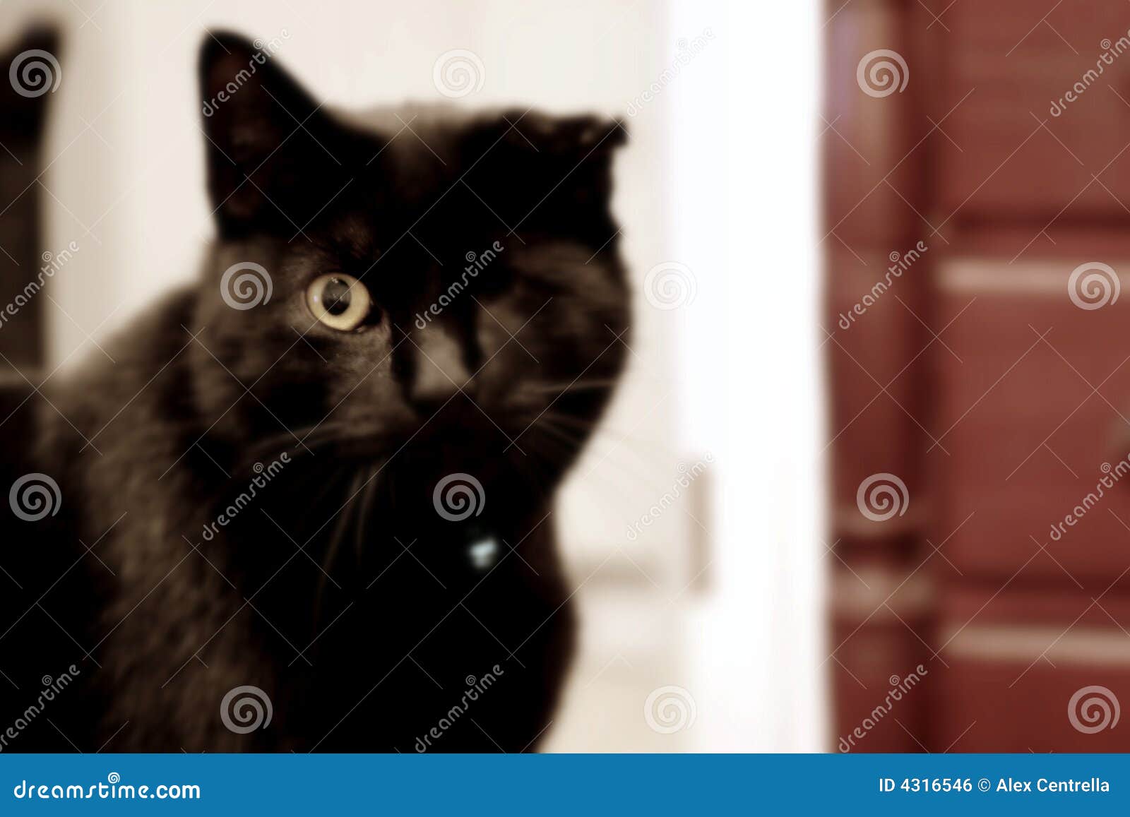 Winking Cat stock photo. Image of breed, beautiful, sitting - 4316546