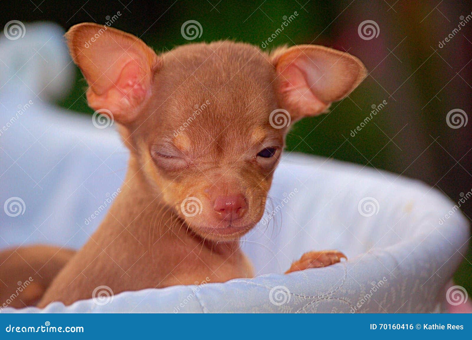 Winking Chihuahua stock photo. Image of puppy, winking - 70160416