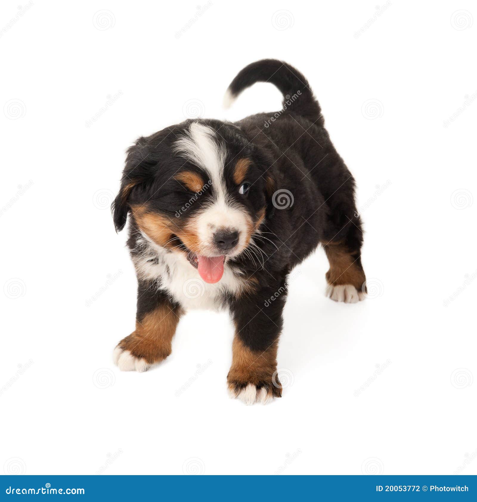 Winking dog stock photo. Image of sennenhund, berner - 20053772