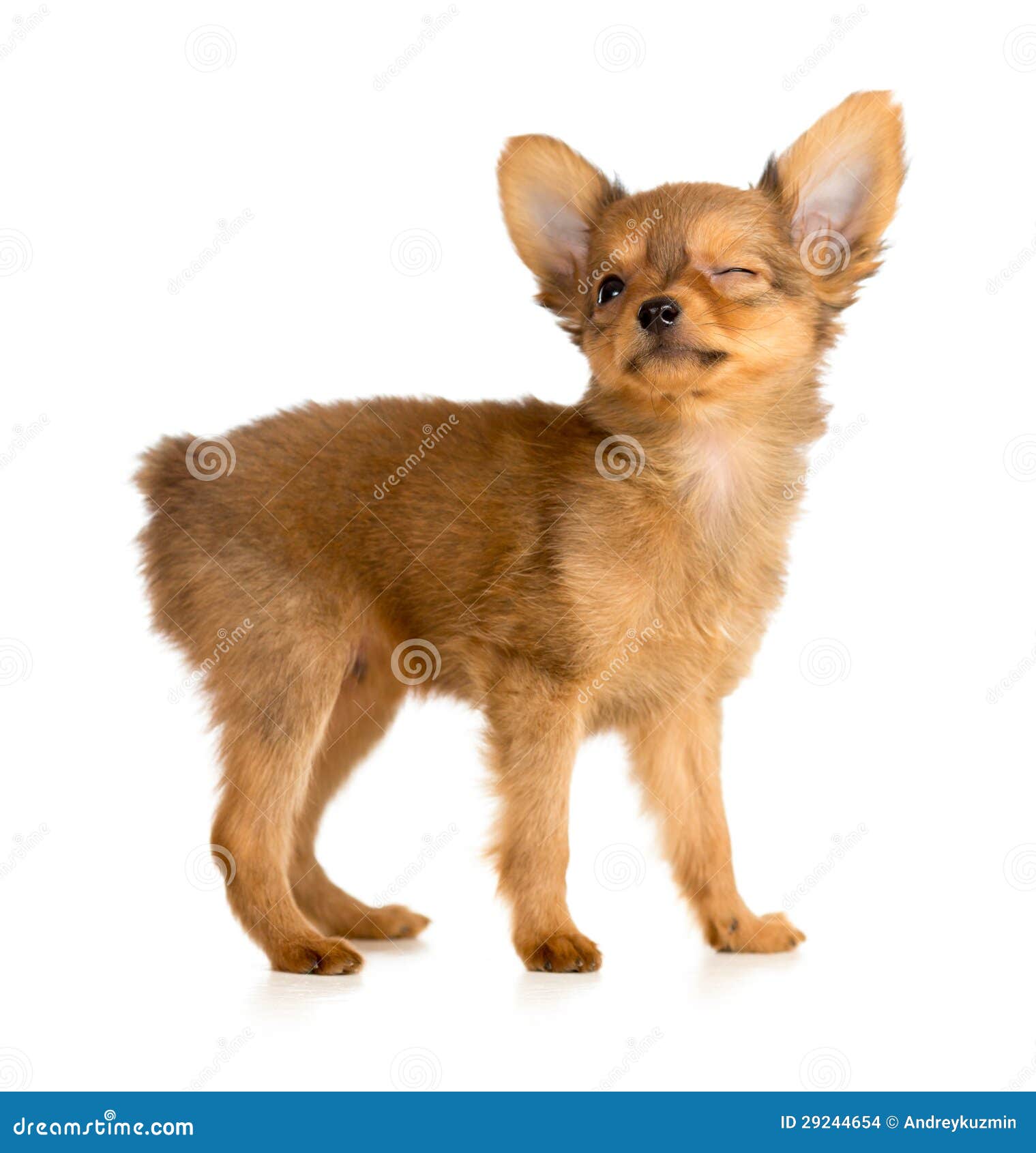 Winking dog stock photo. Image of russian, pretty, pedigreed - 29244654