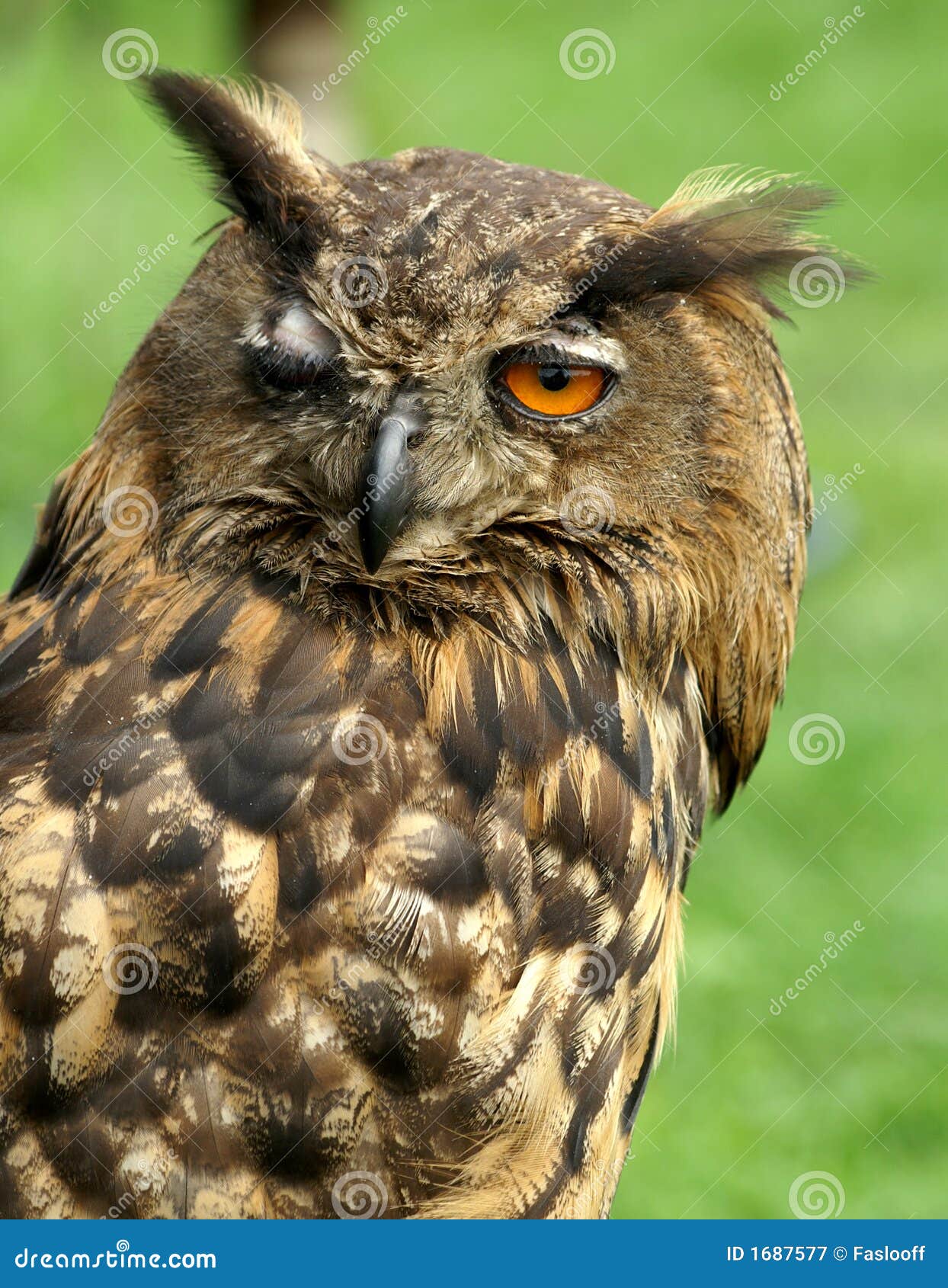 Winking eagle owl stock image. Image of smart, wink, bubo - 1687577
