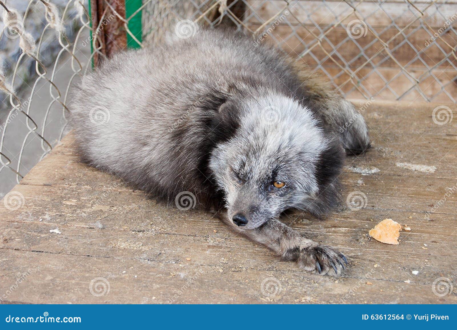Winking fox stock photo. Image of cute, wild, protection - 63612564