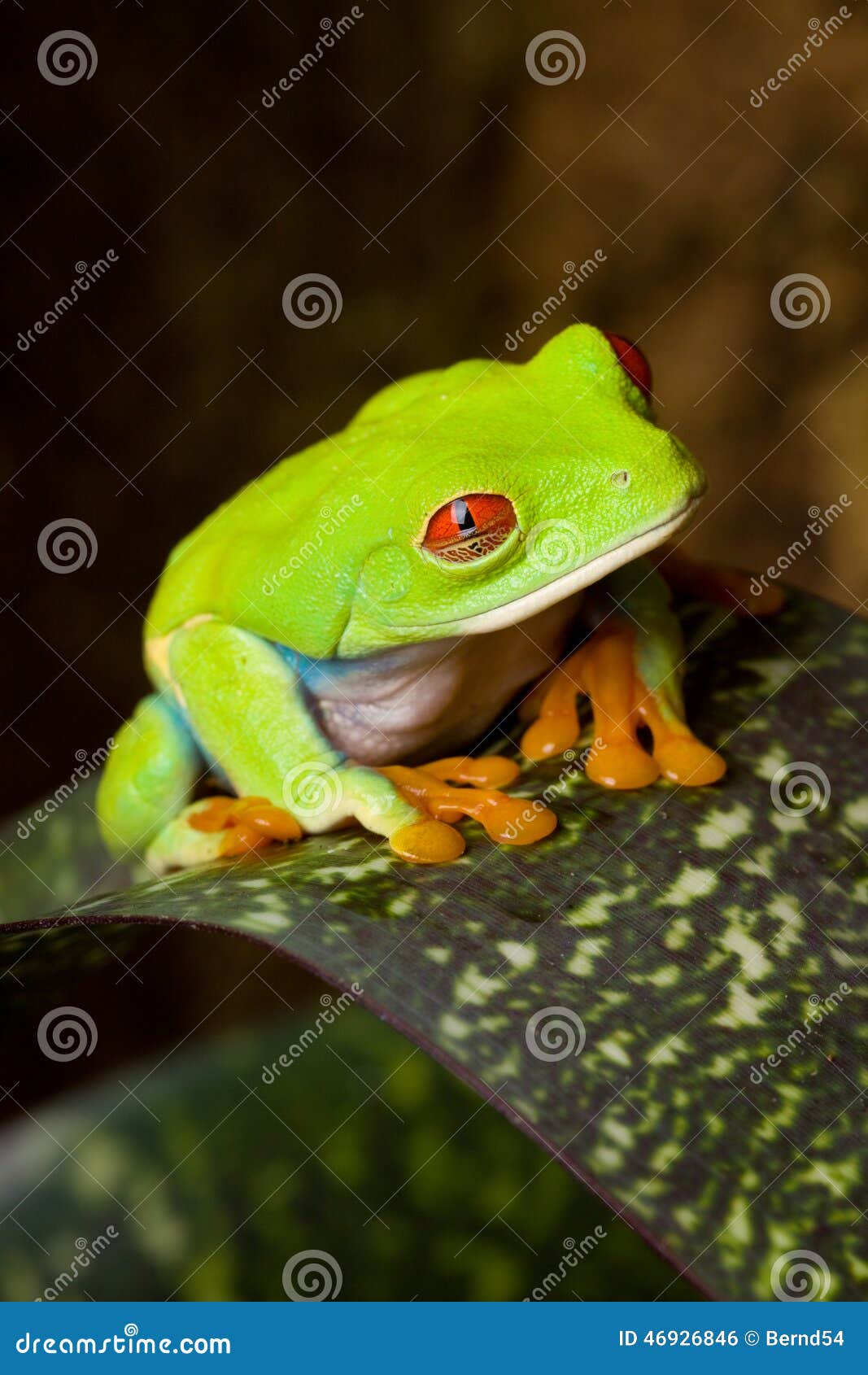 Winking Frog Agalychnis stock photo. Image of frog, jump - 46926846