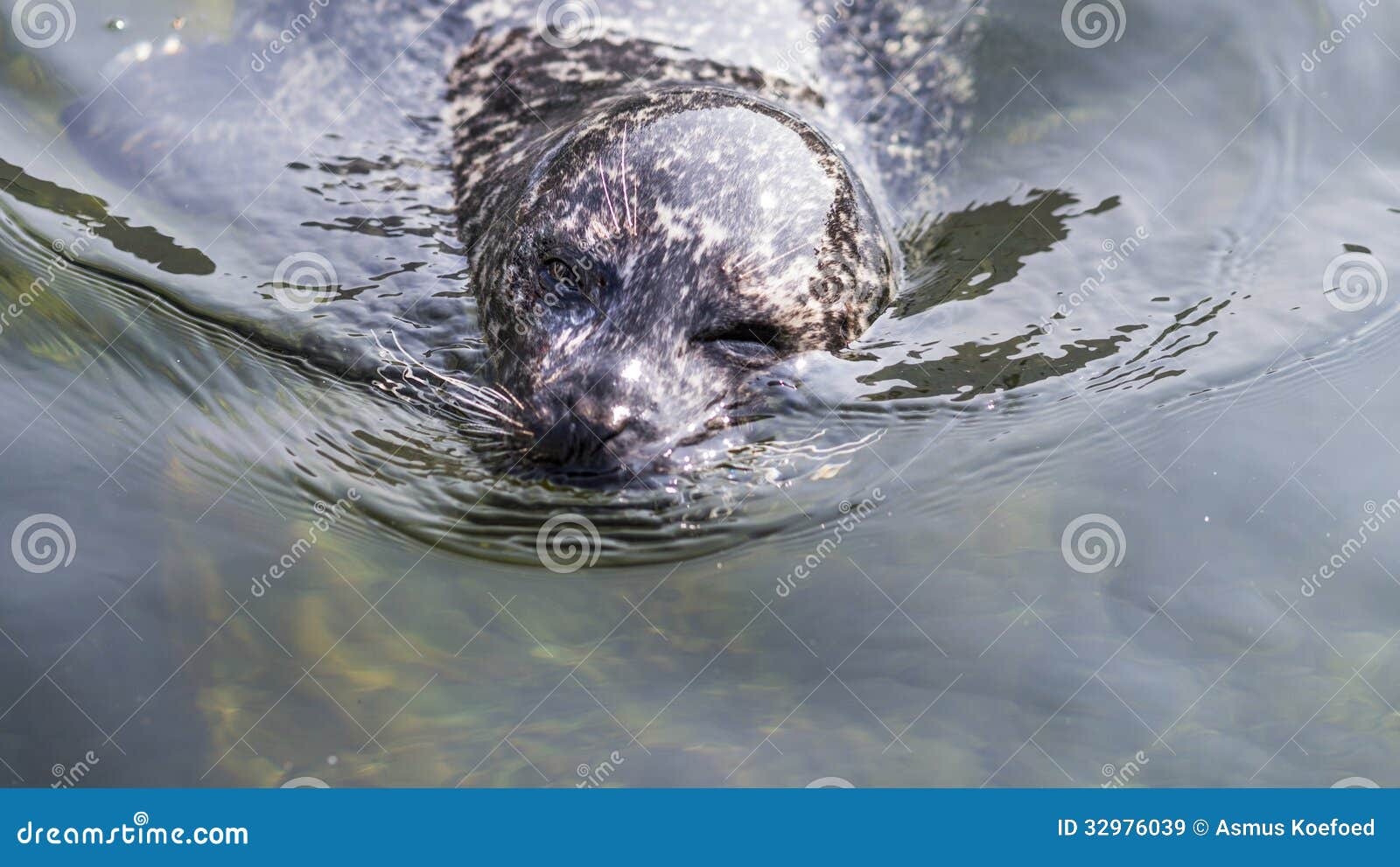 Winking Harbor seal stock image. Image of spotted, harbor - 32976039
