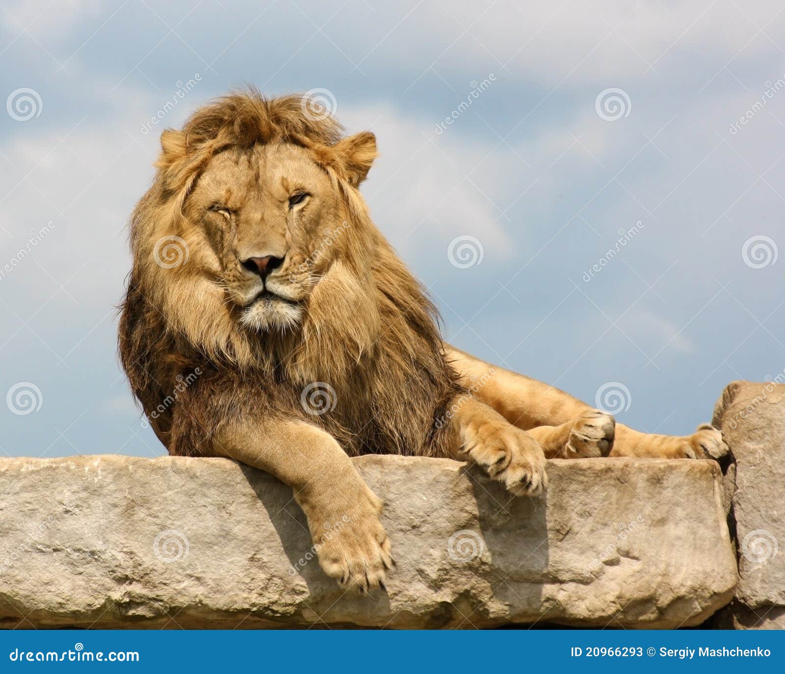 Winking lion stock image. Image of mammals, rare, wildlife - 20966293