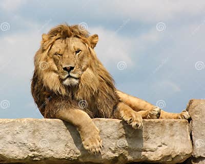 Winking lion stock image. Image of mammals, rare, wildlife - 20966293