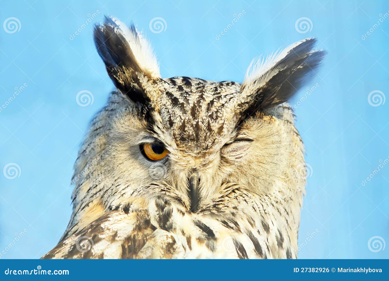 Winking Owl stock photo. Image of face, feather, attentive - 27382926