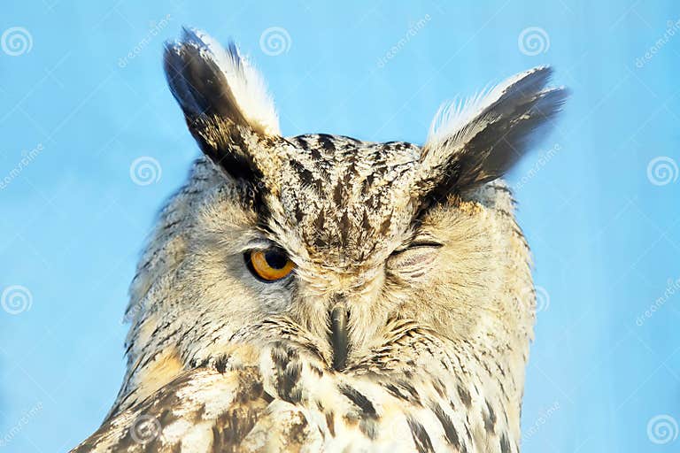 Winking Owl stock photo. Image of face, feather, attentive - 27382926