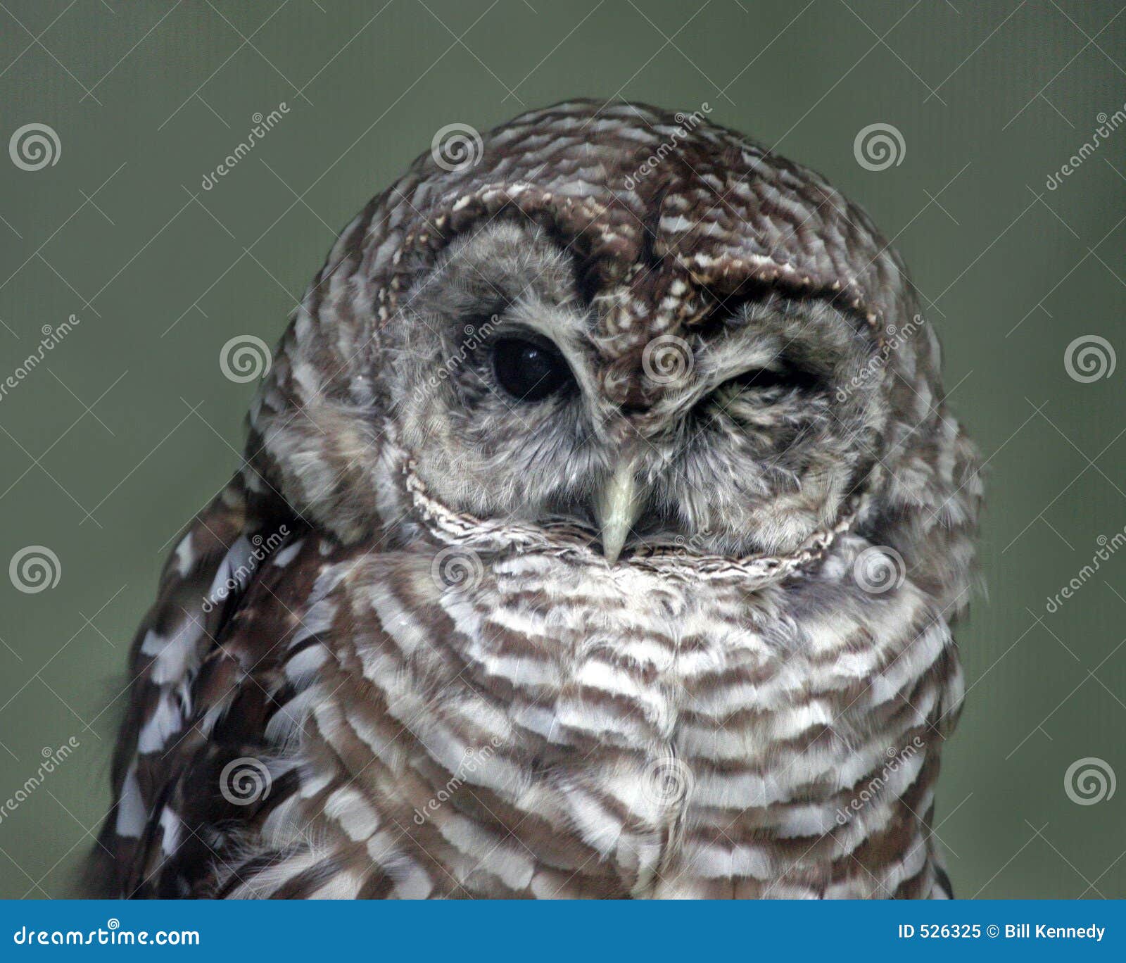 Winking Owl stock image. Image of cute, wildlife, bird - 526325