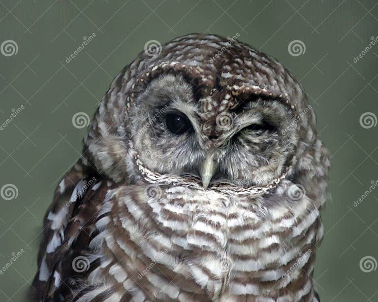 Winking Owl stock image. Image of cute, wildlife, bird - 526325