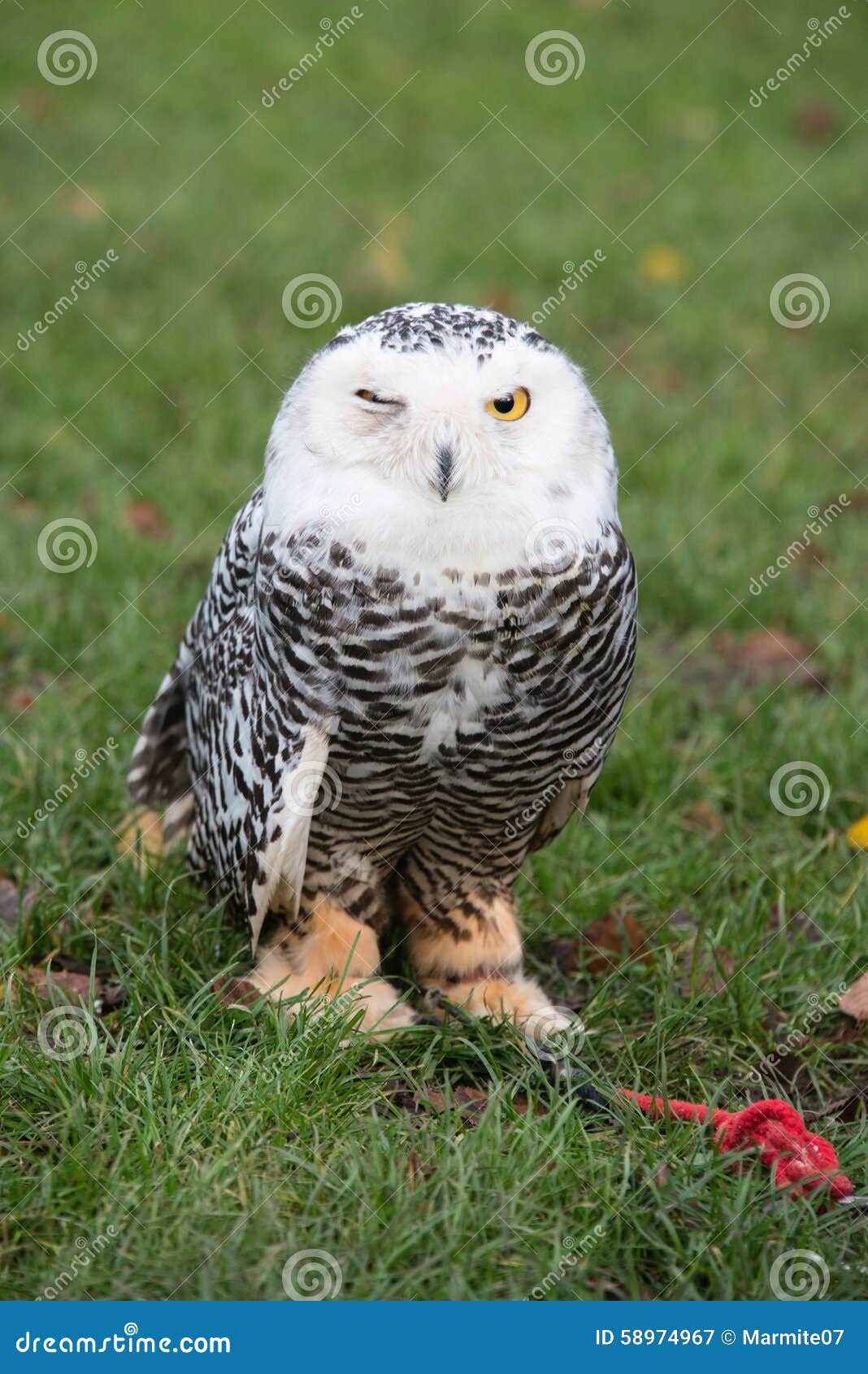 Winking owl stock image. Image of avian, winking, yellow - 58974967